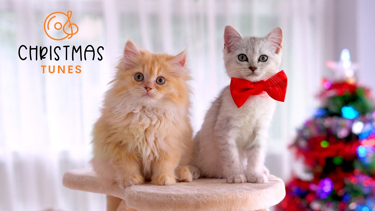 Cozy Christmas Cats - Christmas Relaxing Music🎄😺🎁 - YouTube