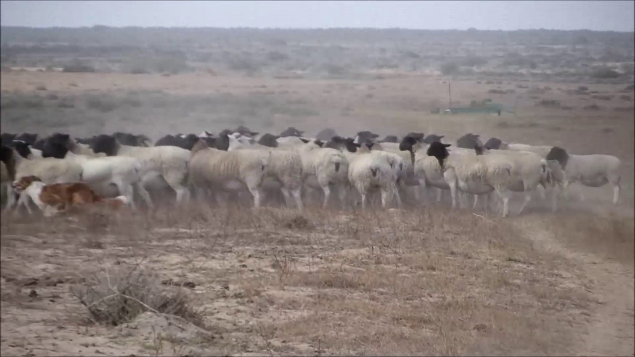 Afgerigte Skaaphond - Pro LEX - YouTube