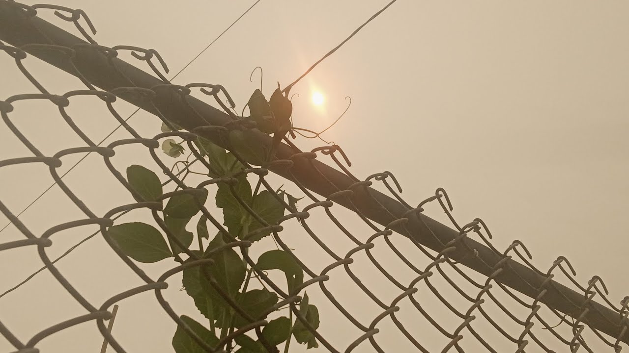 Snowbird Peas Under a Smokey Sky - YouTube