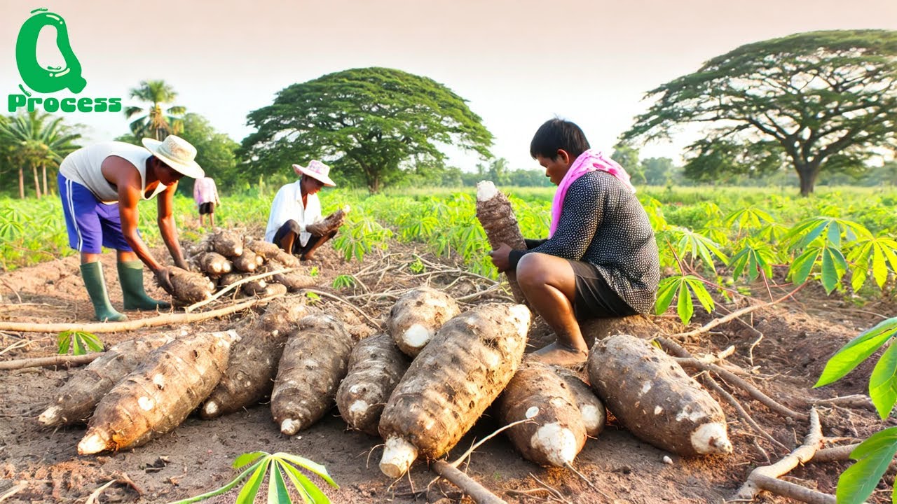 Amazing CASSAVA Cultivation and Harvest | Awesome Agriculture Technology | Cassava Processing ...