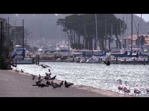 SAKİNLEŞTİRİCİ VİDEO ...