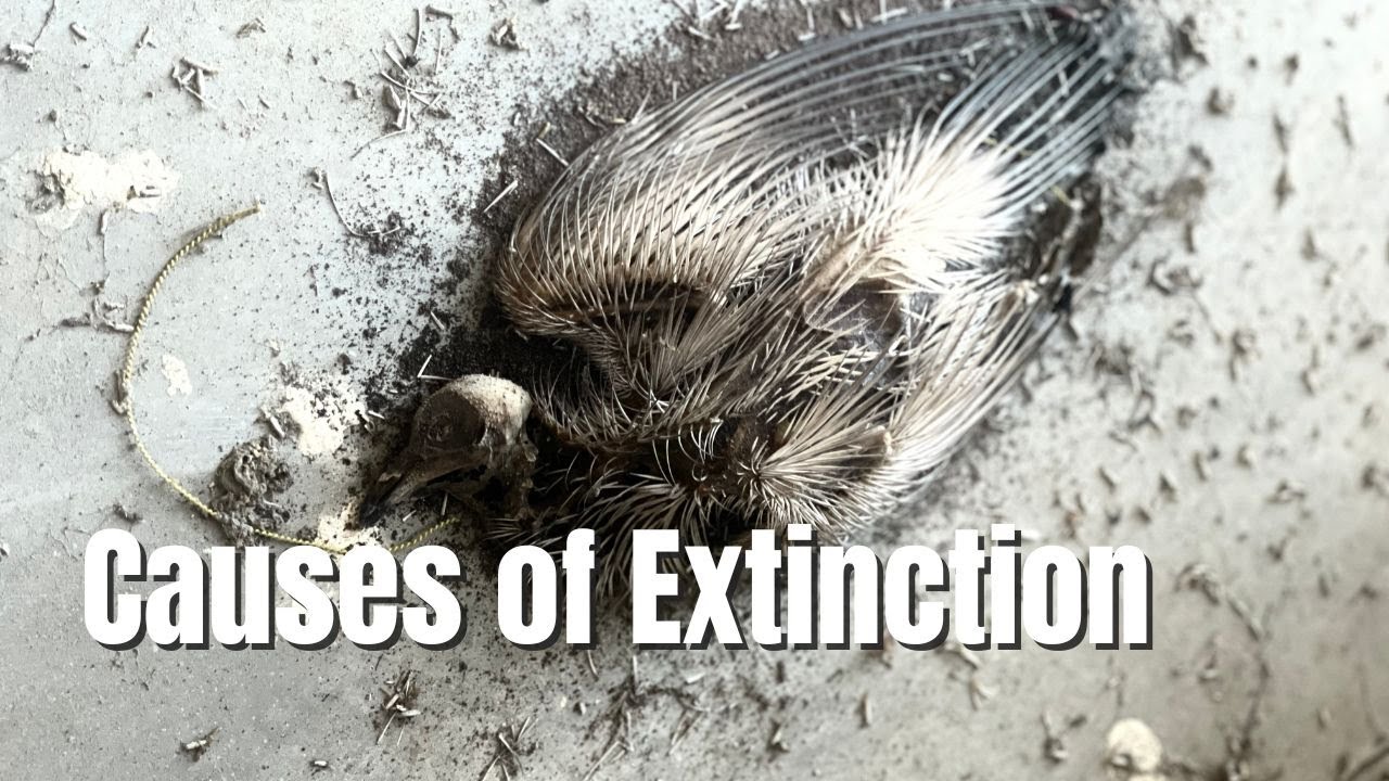 The Shocking Truth About Extinction: What's Happening? 😱 - YouTube