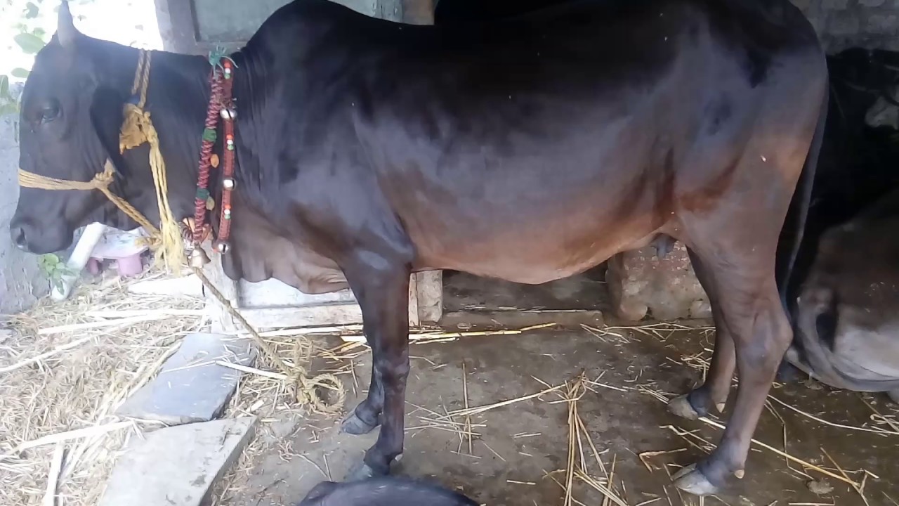 Kapil cow nagaraju Kollipara pH 9989387109(1) - YouTube
