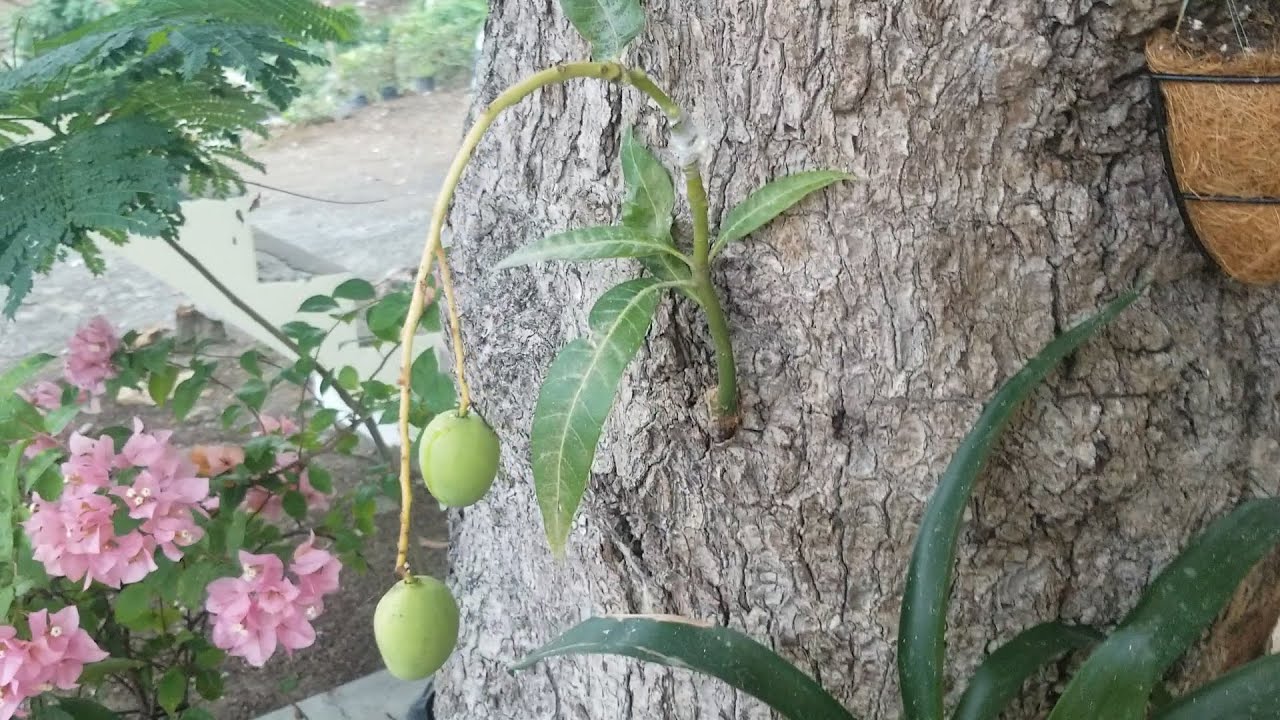 COMO INJERTAR PLANTAS DE MANGO ADULTAS - YouTube