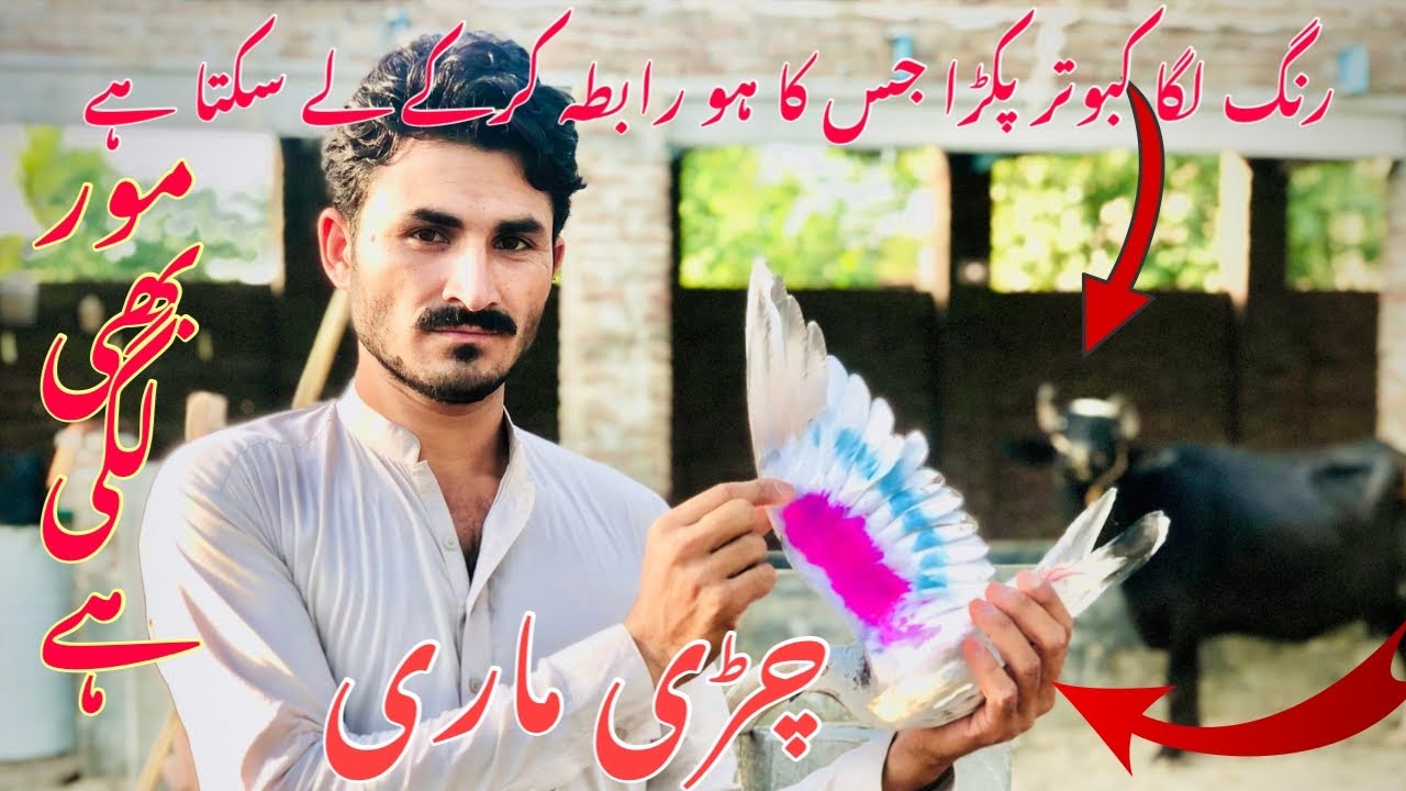 Chidi mari :: rango wala Kaboter pakad liya 😍shehr wech pend - YouTube