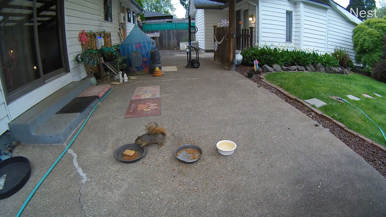 Squirrel Takes A Ration Cookie That MrMy3 Left Out For Him OWL 1068 squirrel-takes-a-ration-cookie-that-mrmy3-left-out-for-him-owl-1068