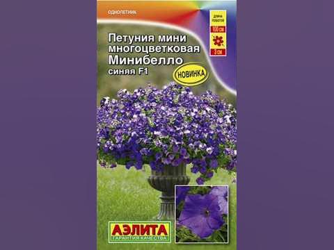 Петуния Минибелло синяя #петуния #минибелло #сезон2024 #огород - YouTube