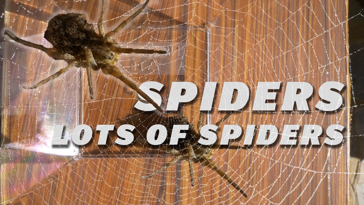 SPIDERS - Lots of spiders. 4K - YouTube