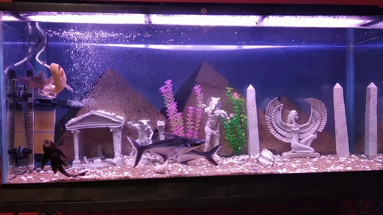 Tiburones Pangasio, Carpa y Plecus. - YouTube