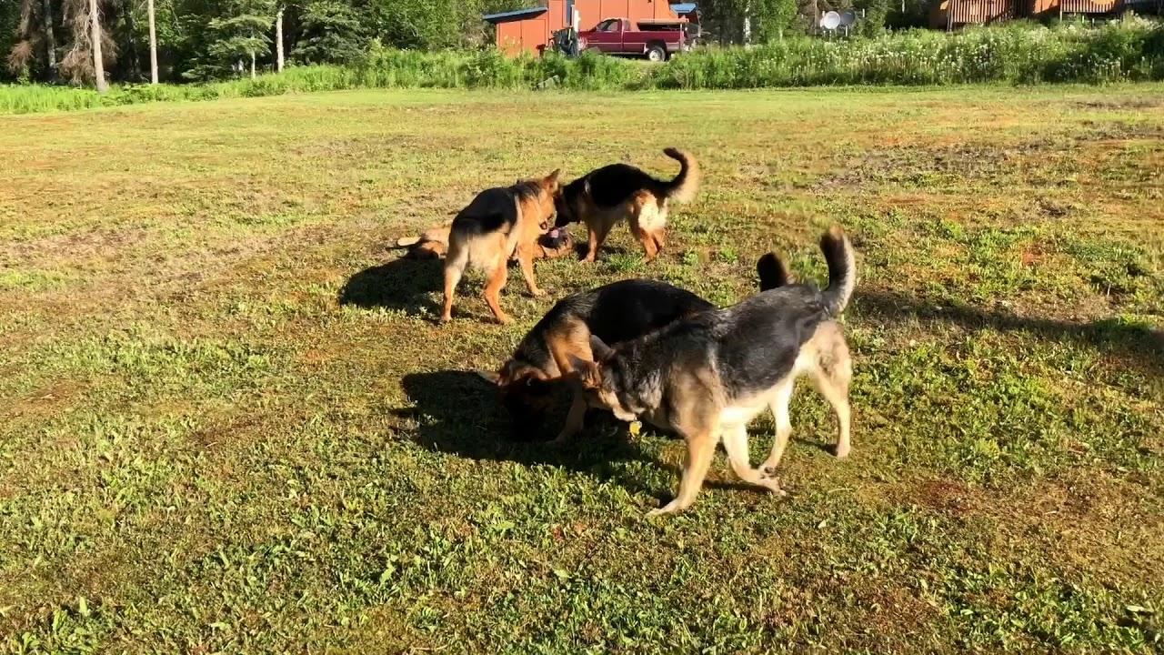 One Minute Puppy Break - Wake Up 2 - YouTube