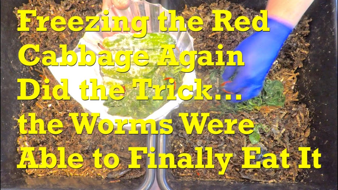 ANC worms ate nearly all "problematic" cabbage they were fed twice ...