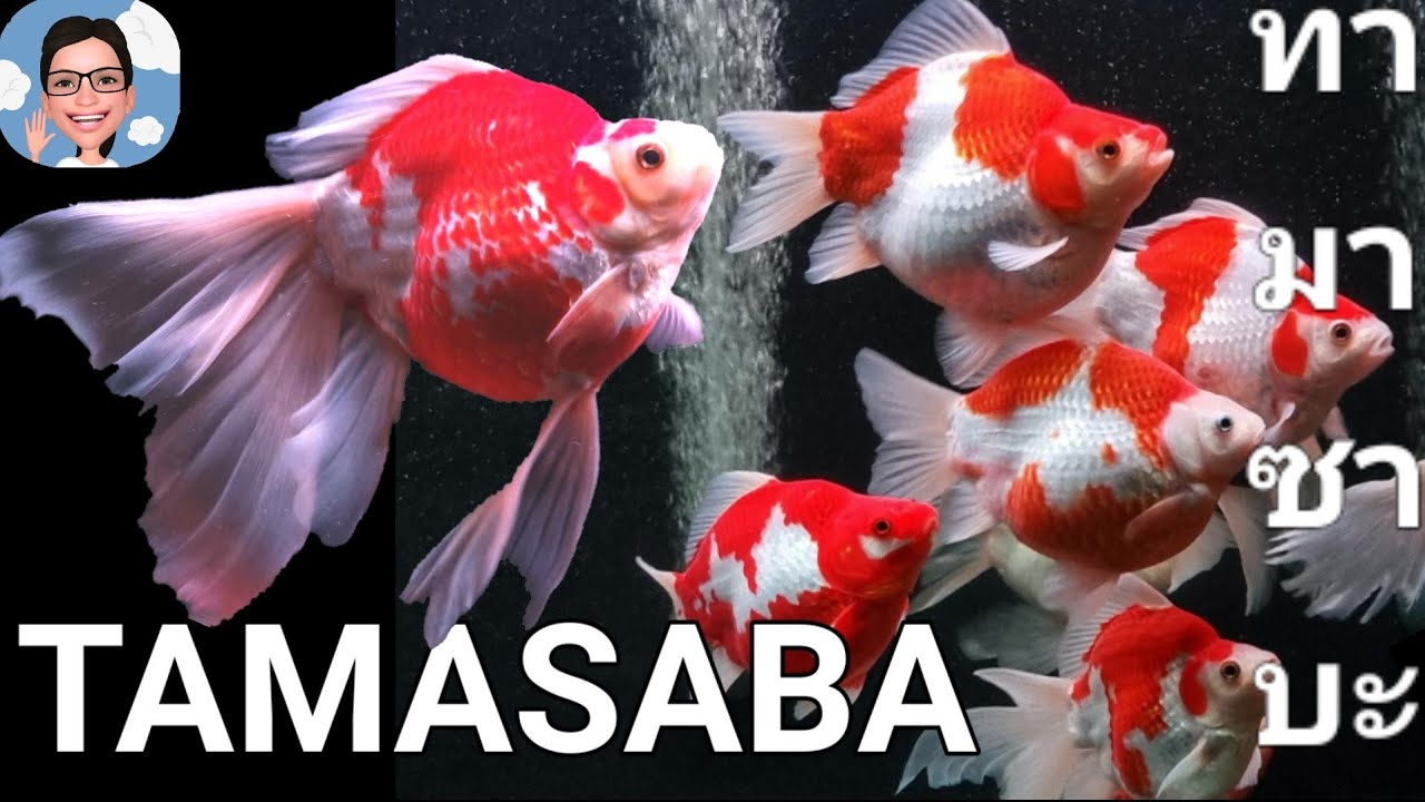 แพงกว่าปลาทอง20เท่า ทามาซาบะ Tamasaba ปลาเกรดดีมีราคา#ป้าตุ้ยยูทูป ...