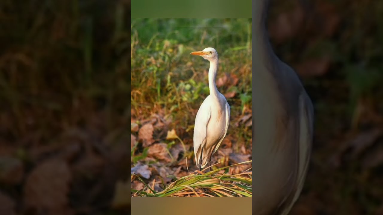 Karich Bagula|| Daldal ka pakshi - YouTube