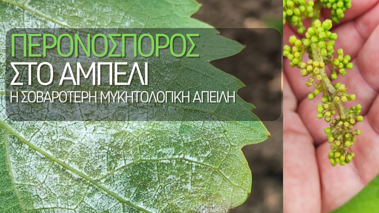 #Περονοσπορος Στο #αμπελι | Τι ΠΡΕΠΕΙ Να Προσέξετε Για Να Αποφύγετε Την ...