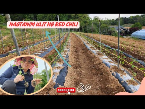 Nag halfday ako sa trabaho/ mag tanim kami ng red sili/ito ang ginagawa ...