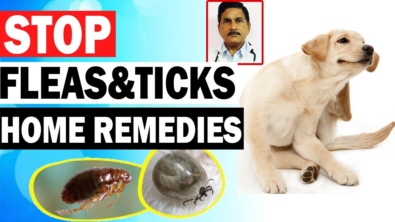 Home Remedies' for TICKS In Dogs 🐞 How To Prevent And Remove TICKS in ...