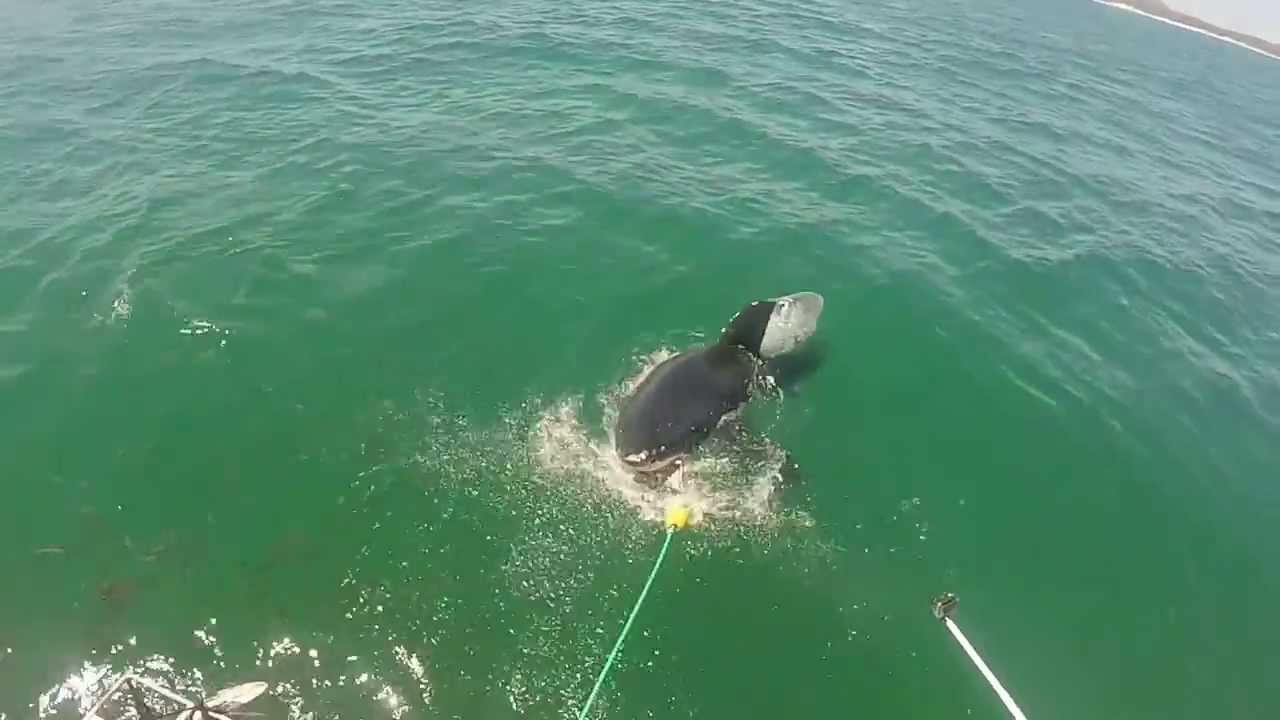 3 meter Great White Shark Surfacing for bait - YouTube