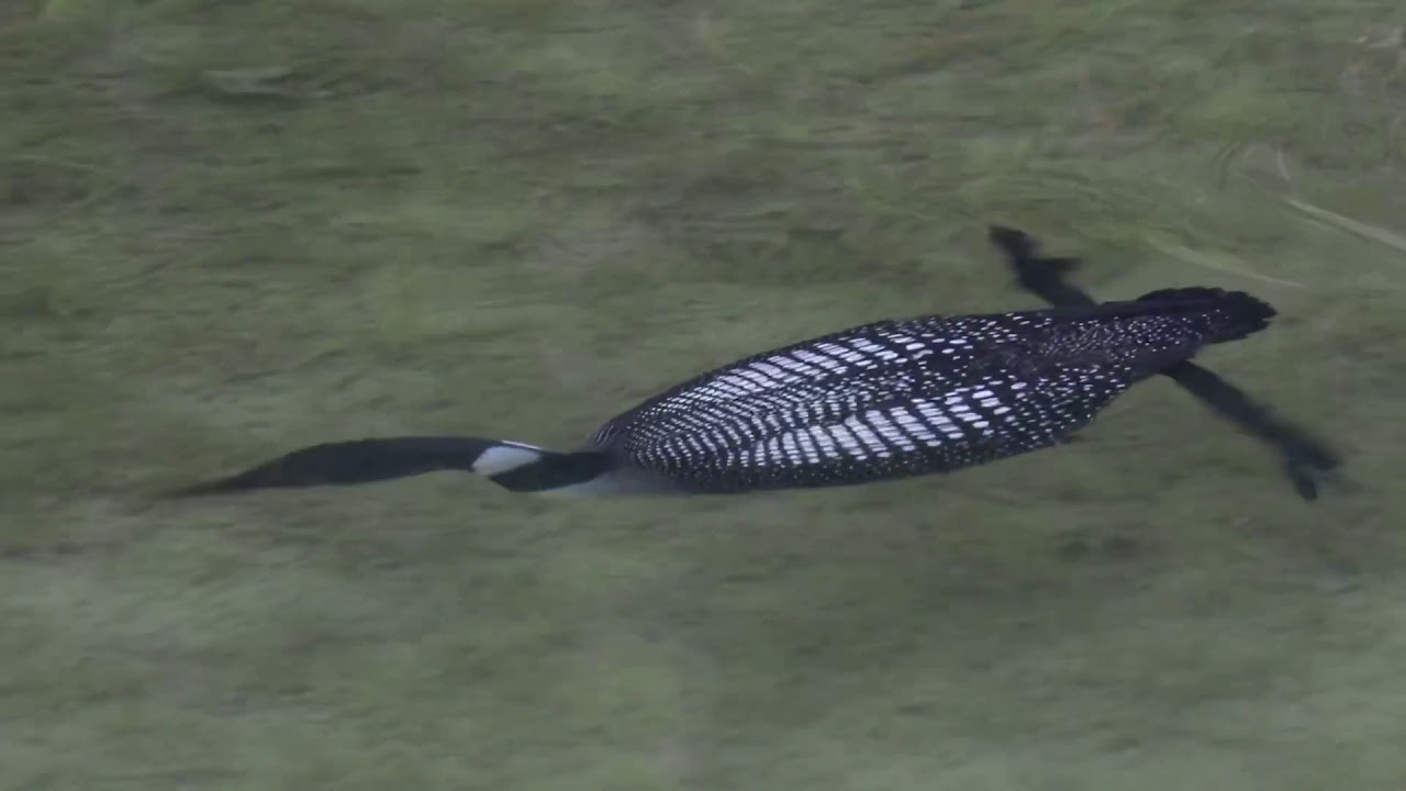 A loon swimming underwater. - YouTube