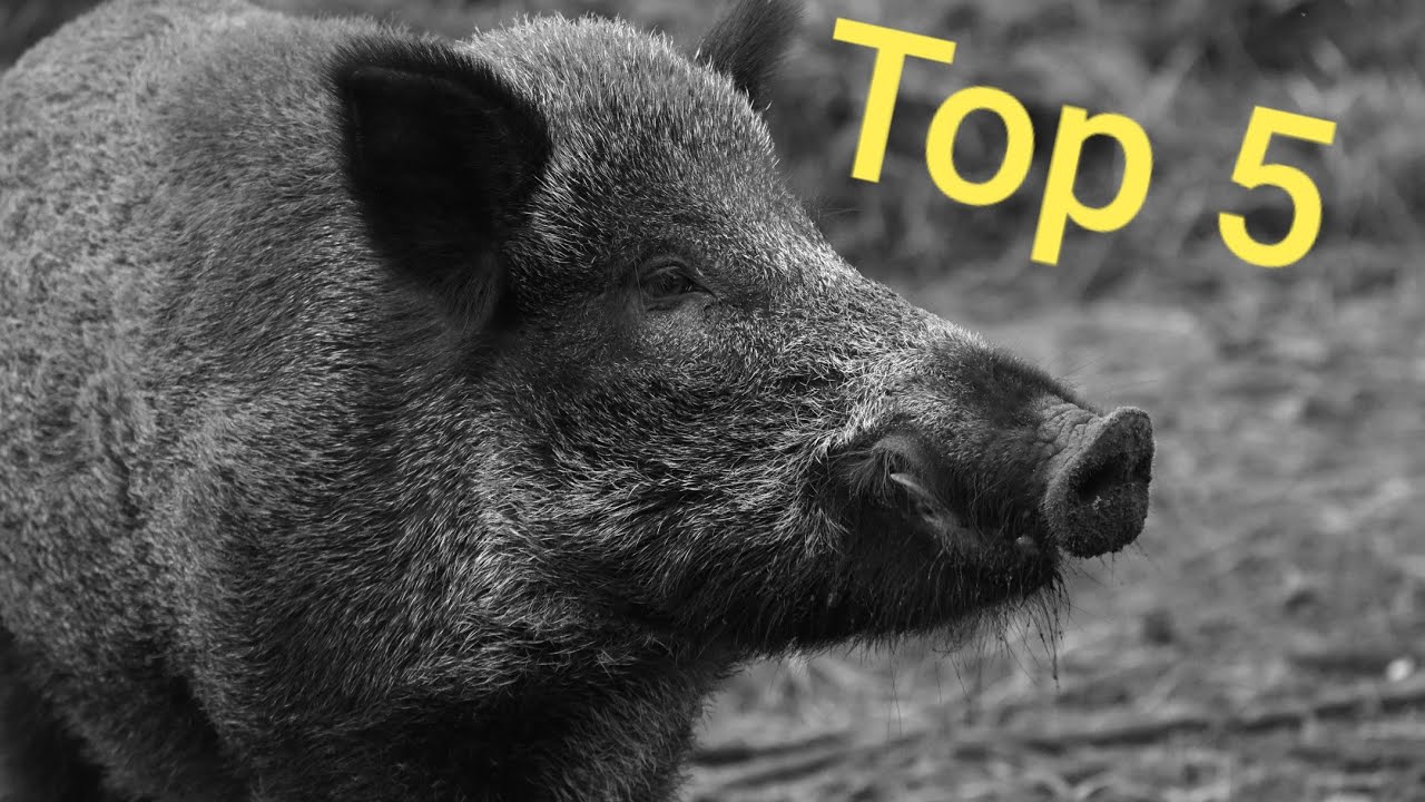 Top 5 most powerful boar attacks on sniper are breathtaking. - YouTube
