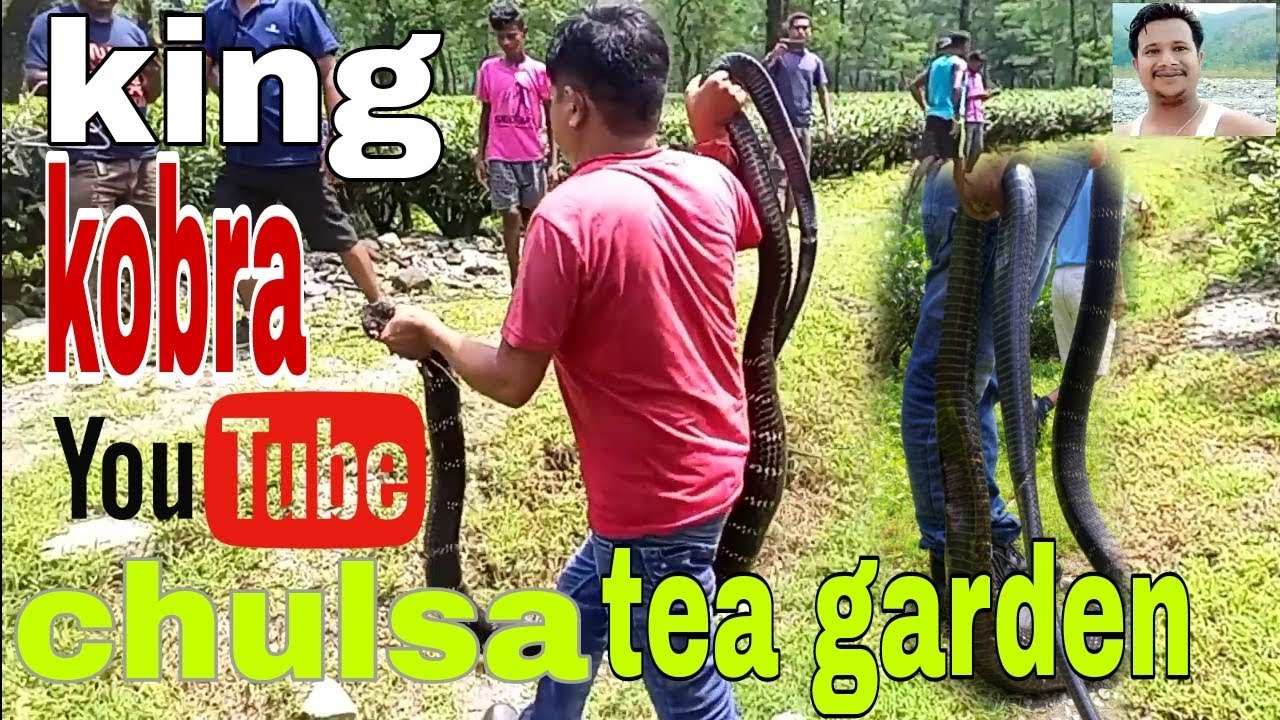 King kobra Chulsa tea garden me\\#6 vlog @jiwakblogs2427 - YouTube