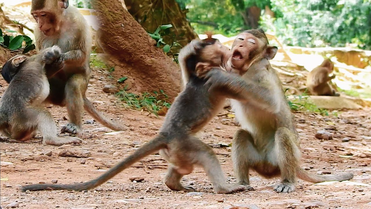 TOO SMALL BABY PLAYING SO PITY BITE EACH OTHER LEAVE FROM MOM BIG ...