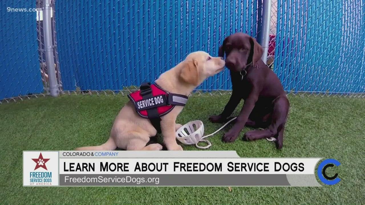Freedom Service Dogs - March 29, 2022 - YouTube