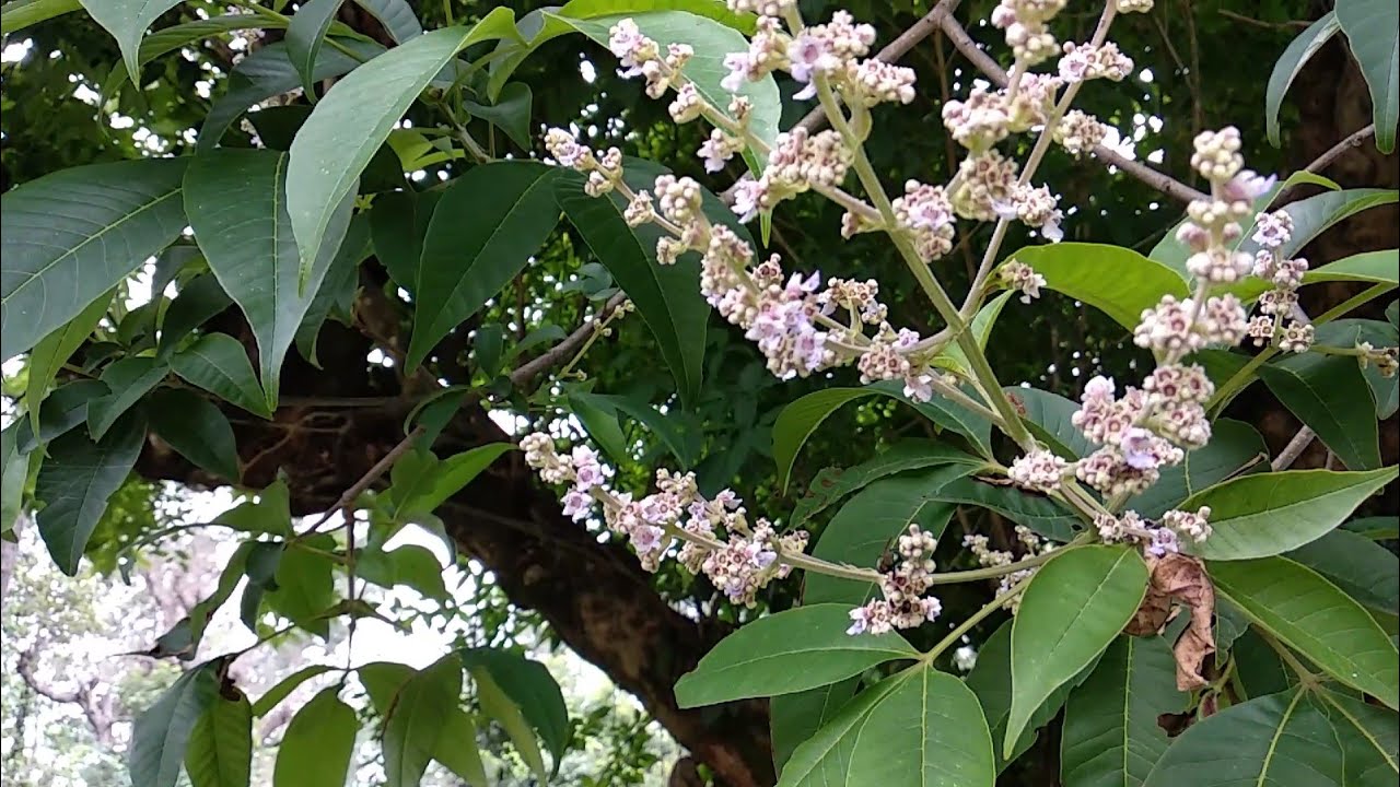 MILE ELLU tree Forest honey source in Kerala മൈലെളള് - കൈയ്പ്പ് രസമുള്ള ...