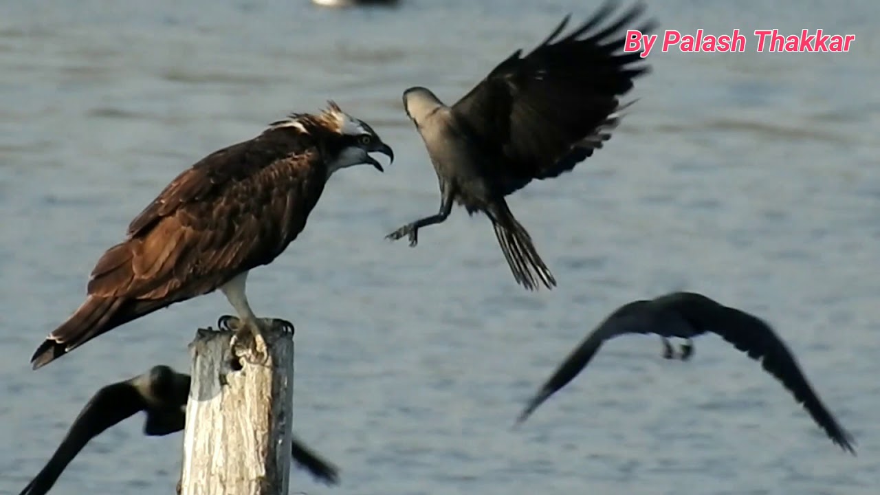 Osprey. Defence habitat. By Nikon coolpix P900 by Palash Thakkar - YouTube