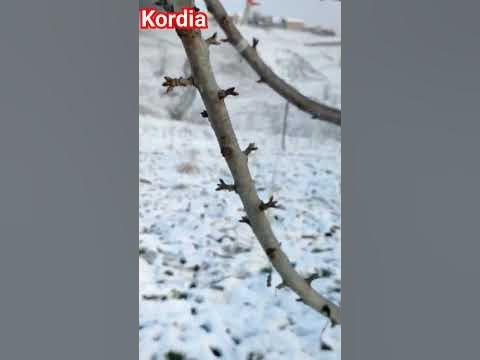 Tresnja Kordia #growingfruit #vocarstvo #fruit #cherry #cherryblossom #uzgojtresnje #vocarstvo ...