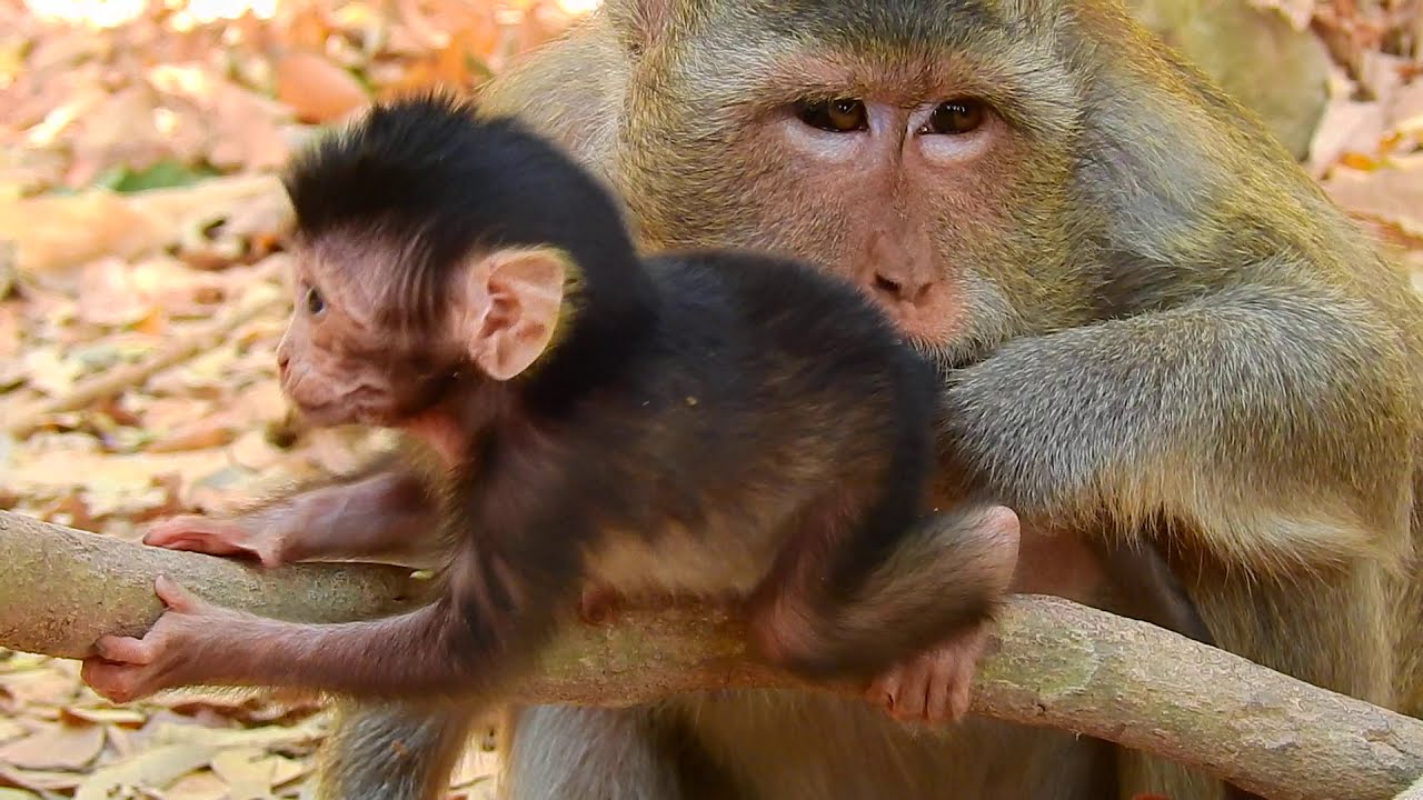 Beautiful MIKE is A Small Baby Monkey that It just was Born Recently in ...