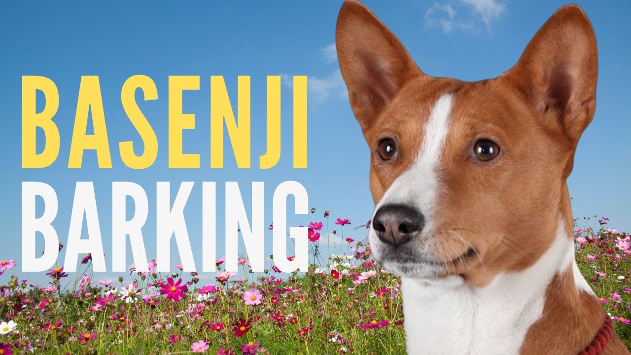 10 Minutes of Basenji Dog Barking - YouTube