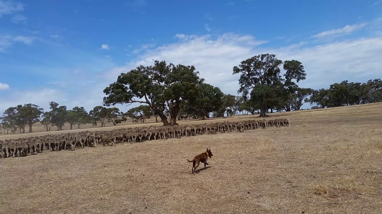Ruby paddock jerilderie 2018 - YouTube