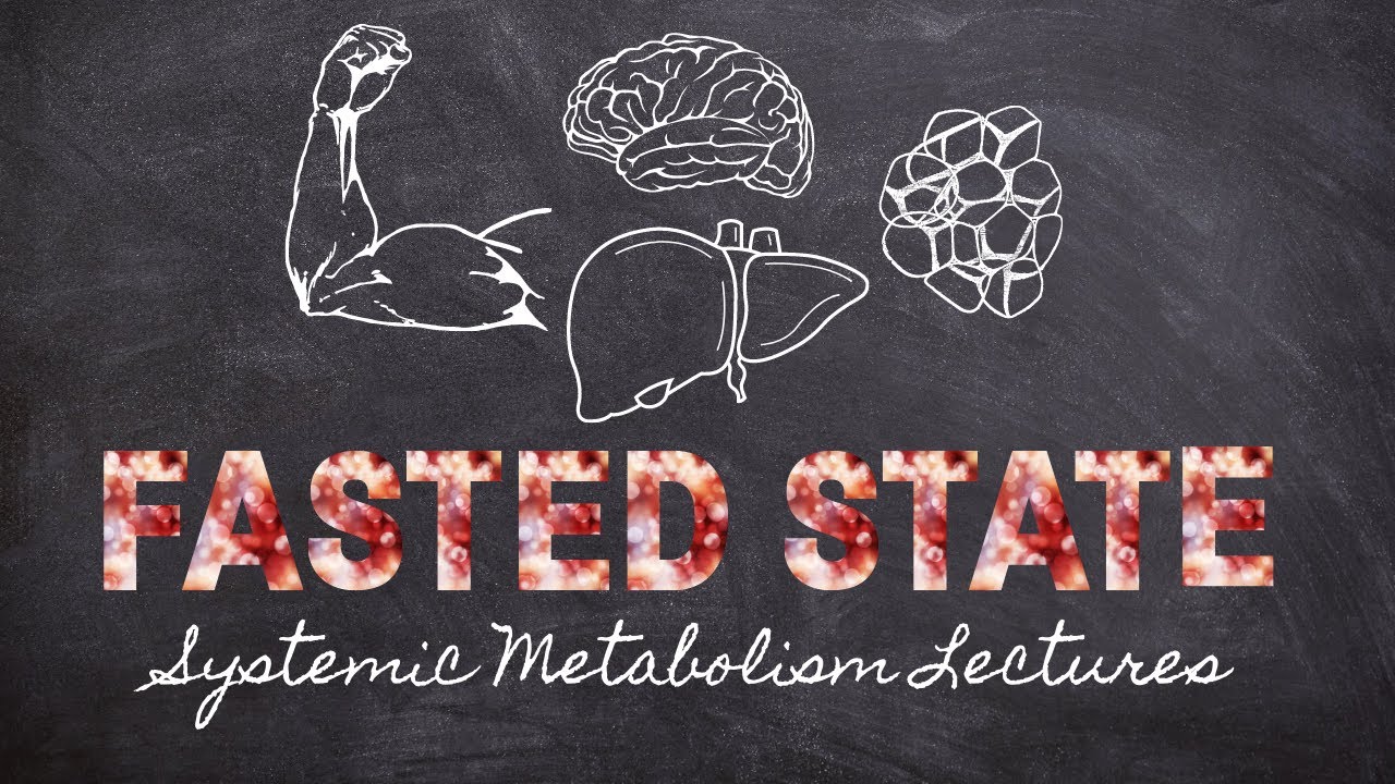 Fasting State Metabolism | Systemic Metabolism Part 6 | Macronutrients ...