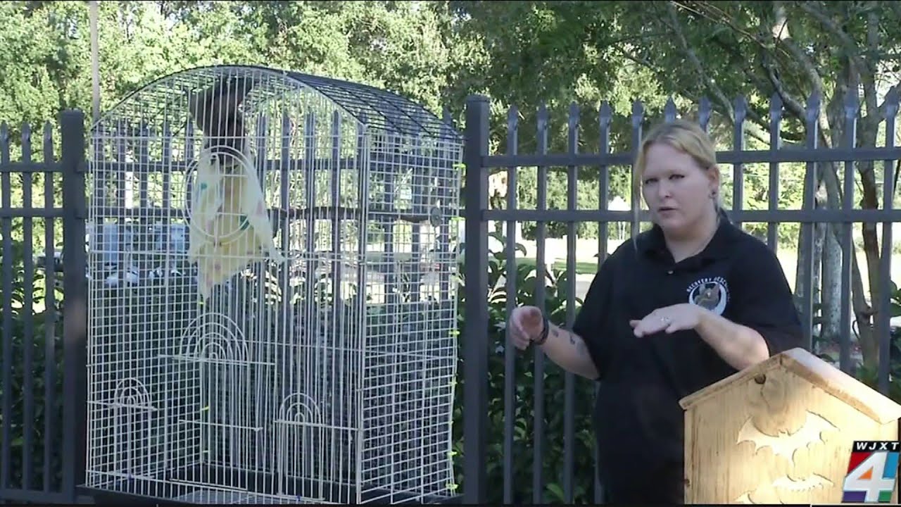 How to safely relocate a bat - YouTube