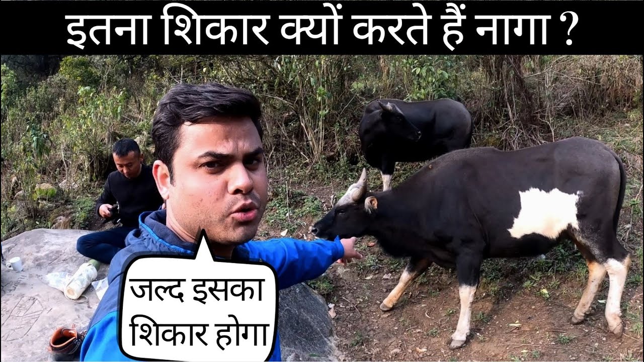 Hunting culture in Nagaland || Mount Pauna trekking and Benreu village ...