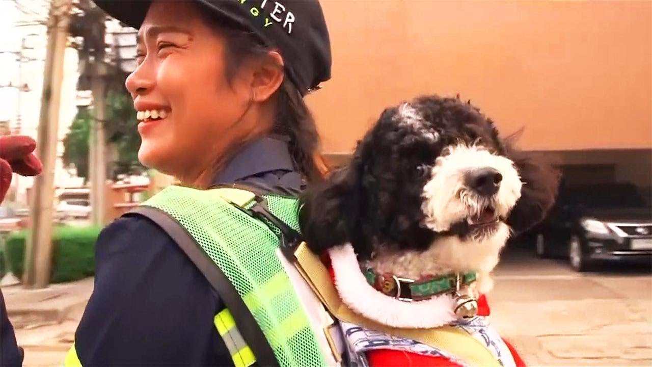 Street Cleaner Wears Dog on Her Back While She Works - YouTube