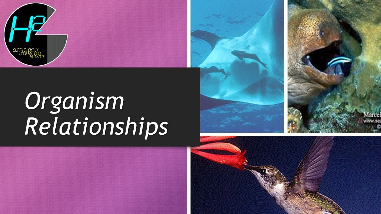 Organism Relationships - YouTube