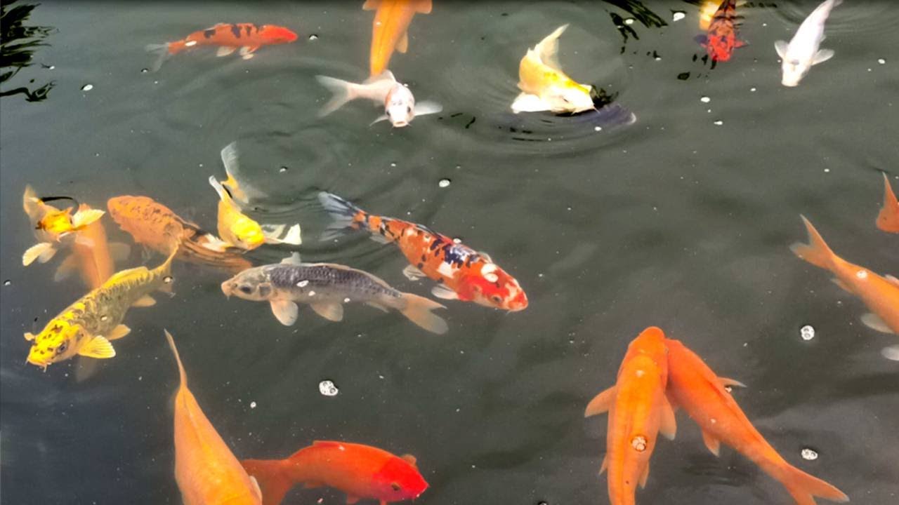 color fish in mini pond | koi fish in mini pond | aquarium fish 73 ...