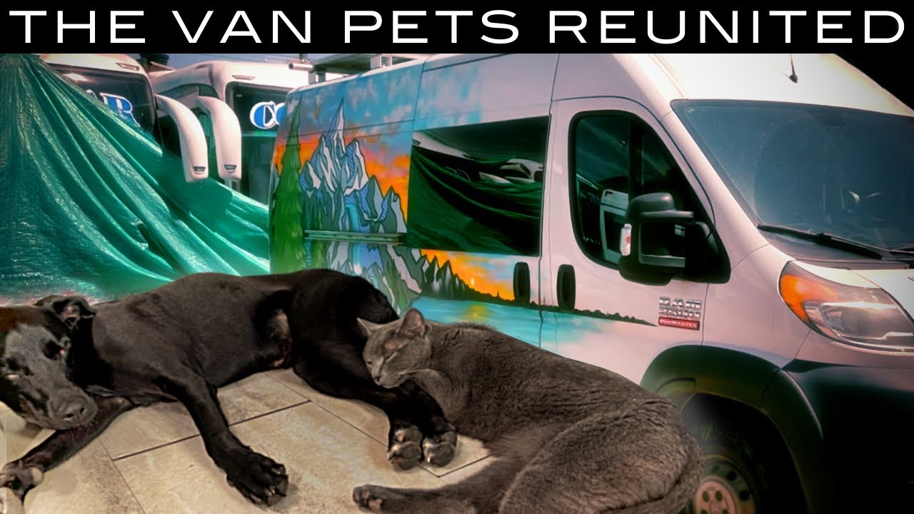 BIG CHANGES before GETTING VAN & PETS #vanlife #panamericanhighway ...