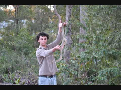 Biggest Australian Snake, Scrub Python, Very Big - YouTube