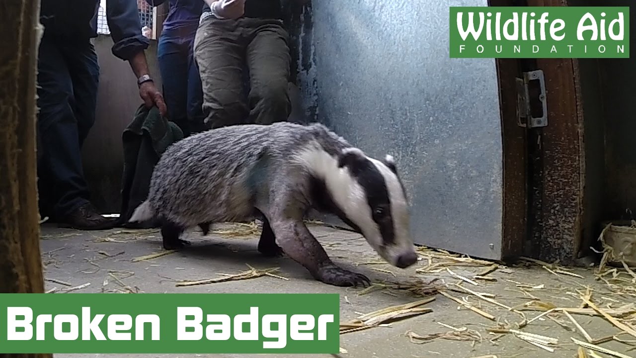 Life-saving surgery gives badger a second chance - YouTube