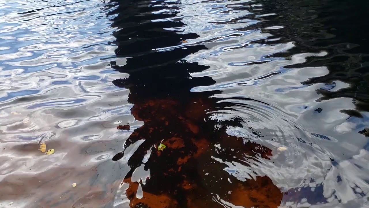 soft shelled tortoise says goodbye - YouTube