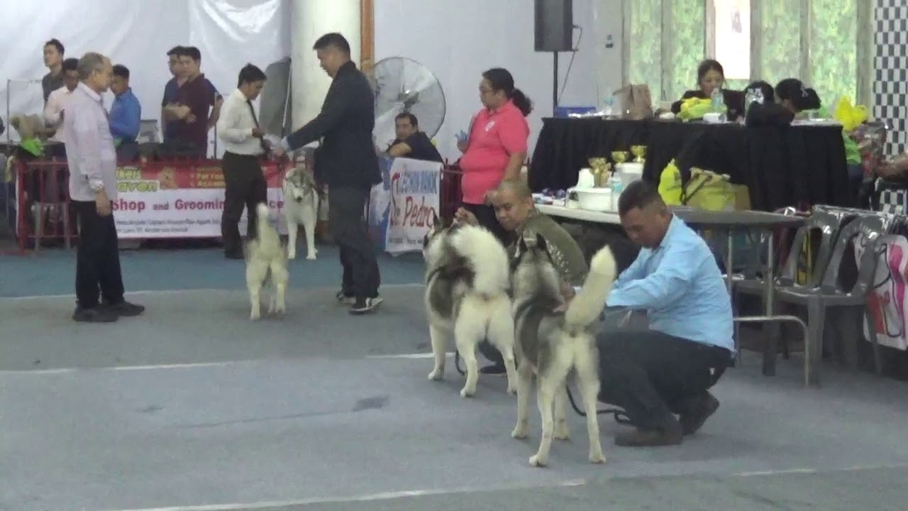 Round 2 SIBERIAN HUSKY PCCI DOG SHOW in CDO - YouTube