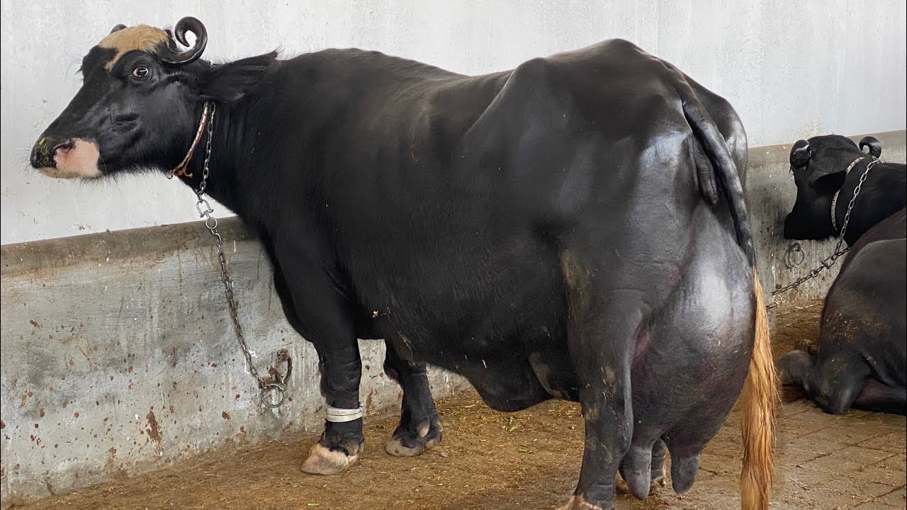 World Top Class Nili Ravi Breed | Haji Gulaam Fareed Dairy farm Punjab ...