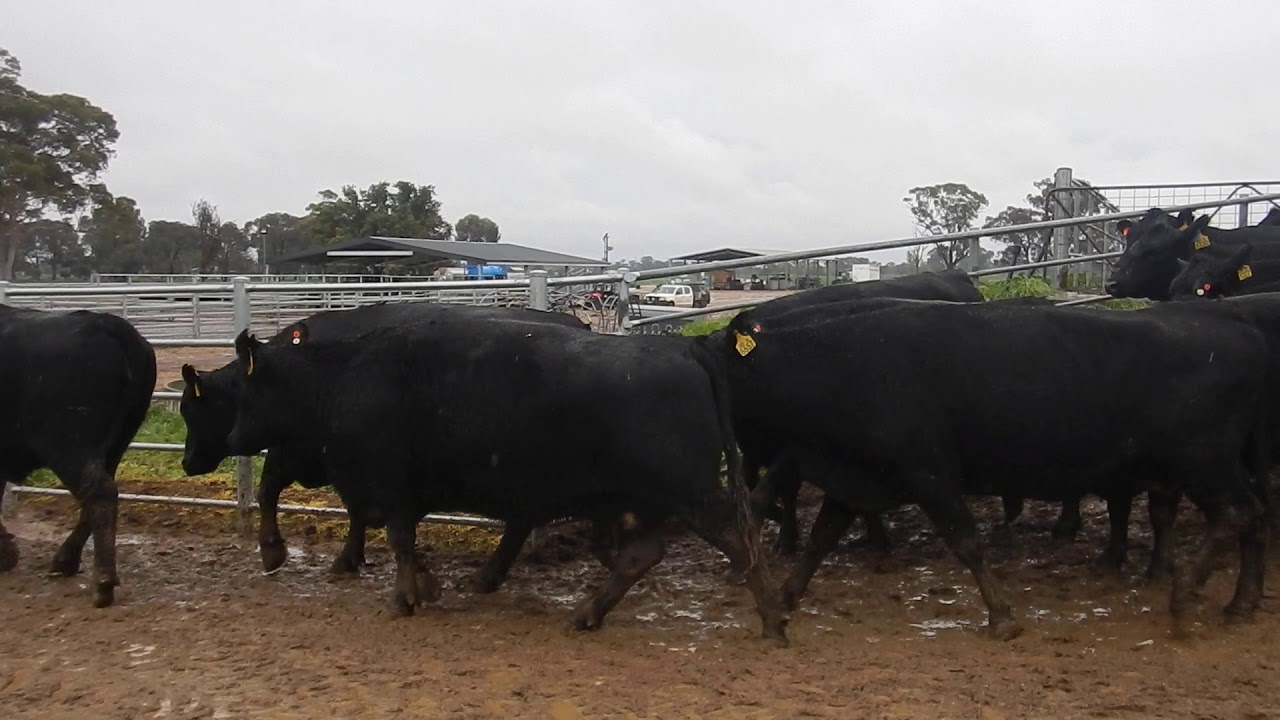 UPC 3D A Cows MacArthur Rd 21 May - YouTube