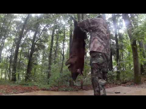 Wild Hog Skinning Cleaning DIY - YouTube