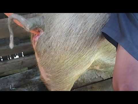 Belajar Inseminasi Buatan pada babi seri 2