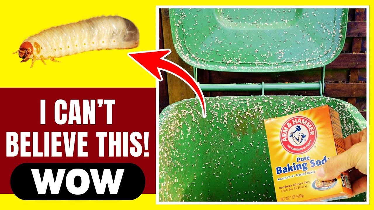How to Clean Out Maggots from Trash Cans? - YouTube