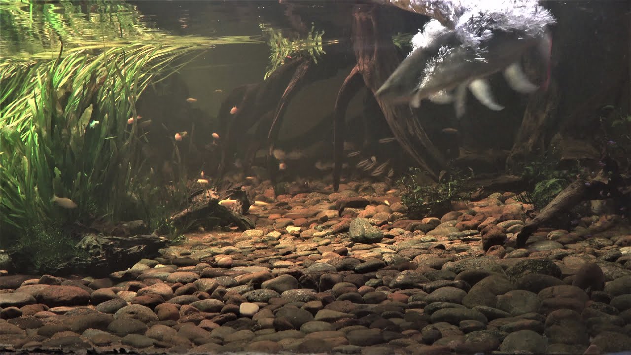 goliath tigerfish air attack - YouTube