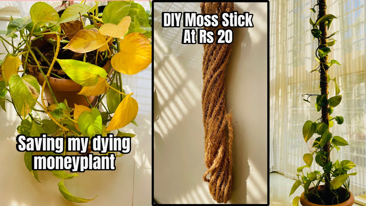 Saving my dying moneyplant/ Pothos || DIY Moss stick at Rs 20 - YouTube